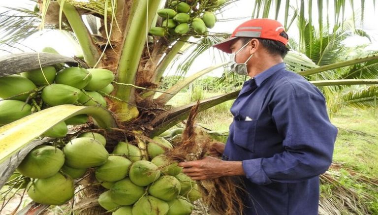 Vietnam could reach coconut export revenue of $1.15 billion by the end ...